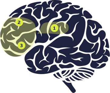 Complex ADHD in Adults | TEAM ADHD For HCPs